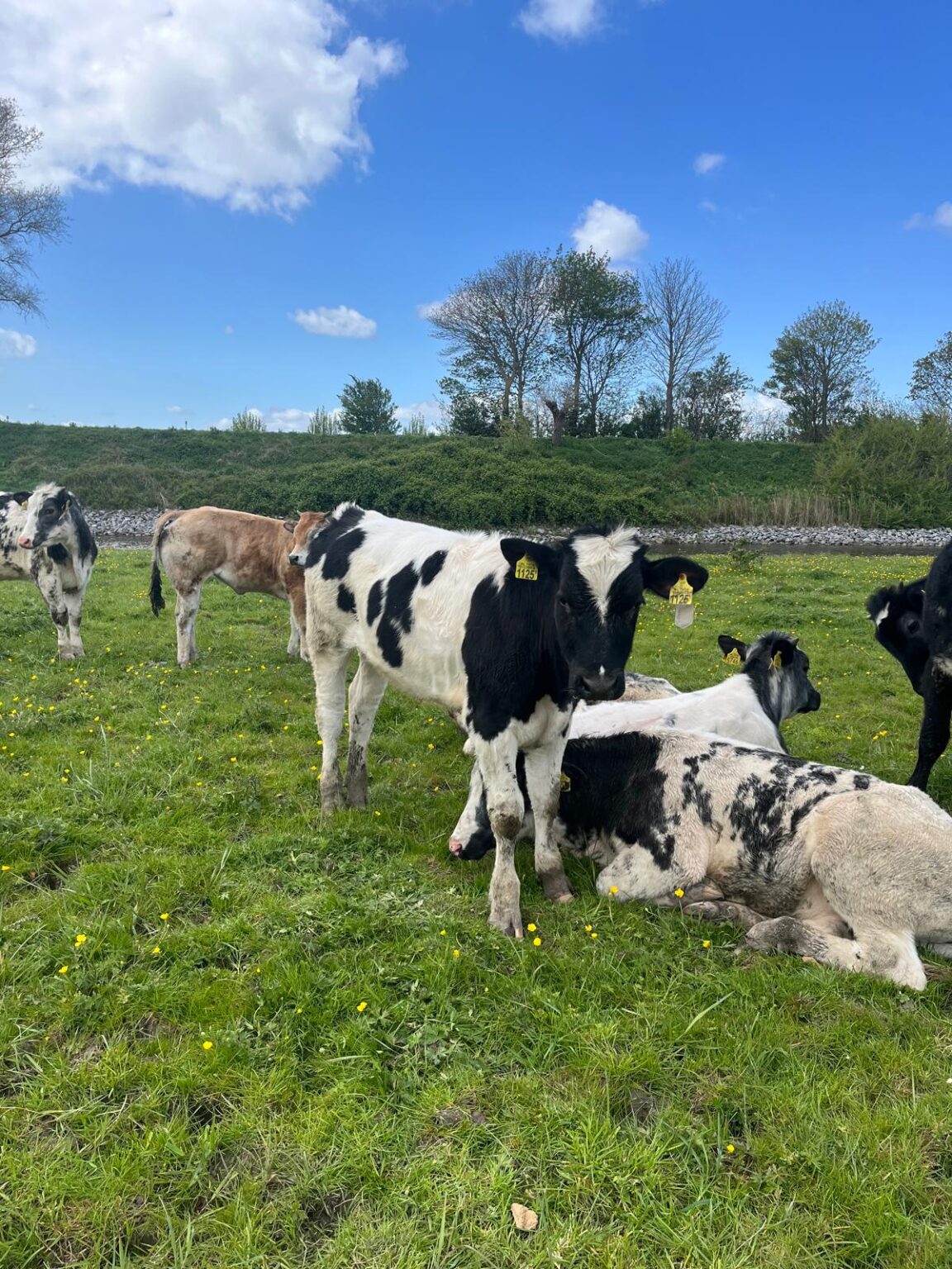 Waarom je vlees rechtstreeks bij de boer moet kopen!